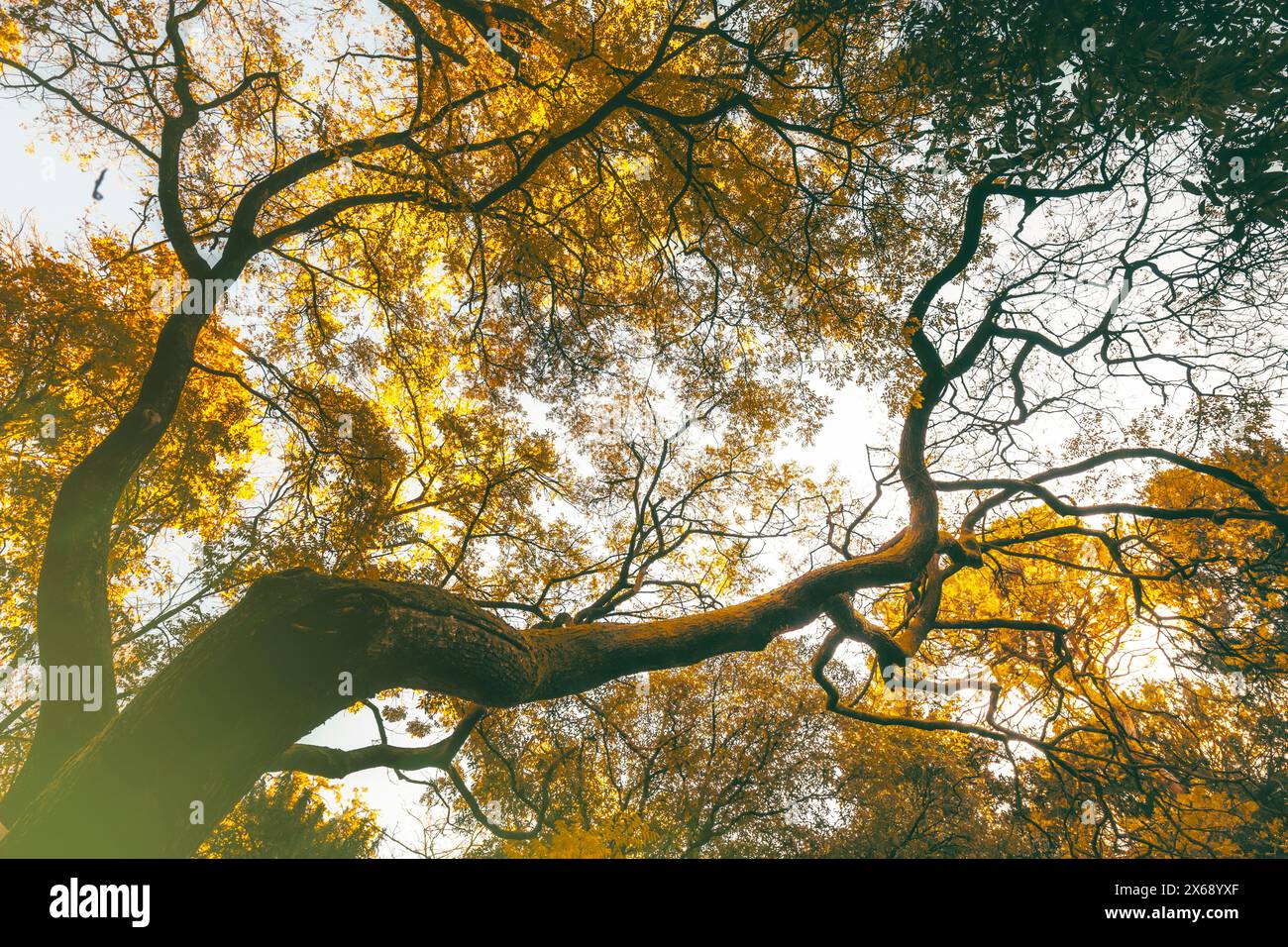 Deciduous tree curved branches hi-res stock photography and images - Alamy
