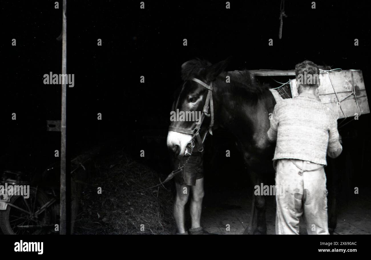 Man loading cheese onto a mule, 1949, Alpe Plättele, Allgäu, Bavaria ...