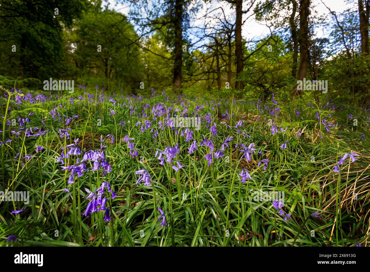 Bluebells in the woods, Forest of Dean Stock Photo - Alamy