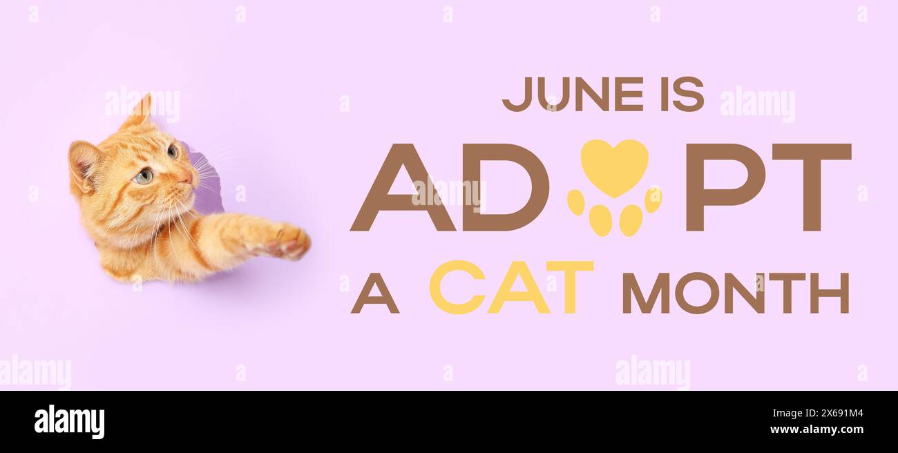 Cute kitty and text JUNE IS ADOPT-A-CAT MONTH on lilac background Stock ...