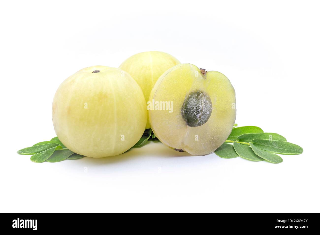 Amla, emblic or indian gooseberry (Phyllanthus emblica), Phyllanthaceae ...