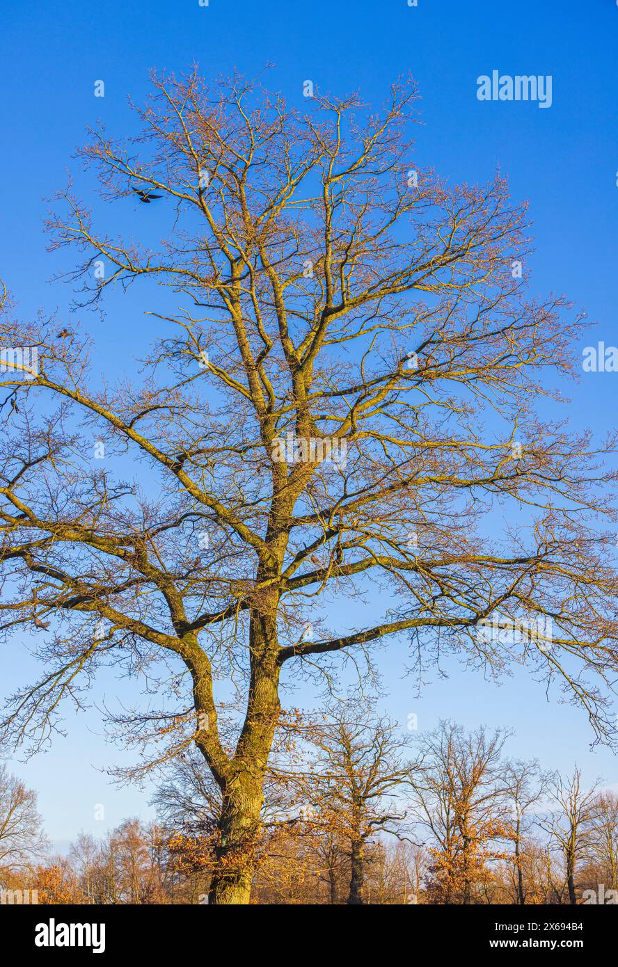 Tree trunk, leafless branches, blue sky, cultivated landscape Stock ...