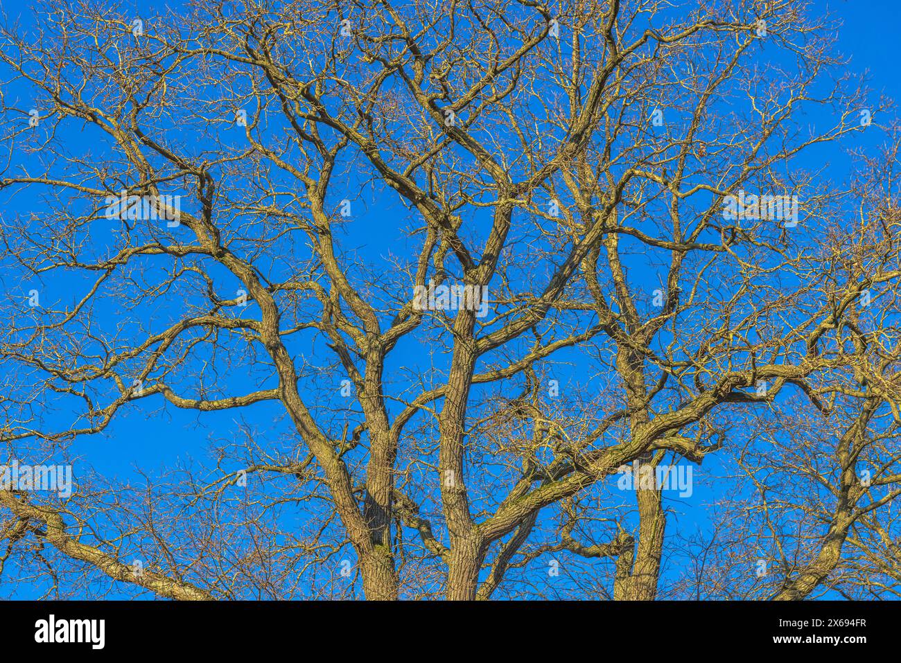 Tree trunk, leafless branches, blue sky, background image Stock Photo ...