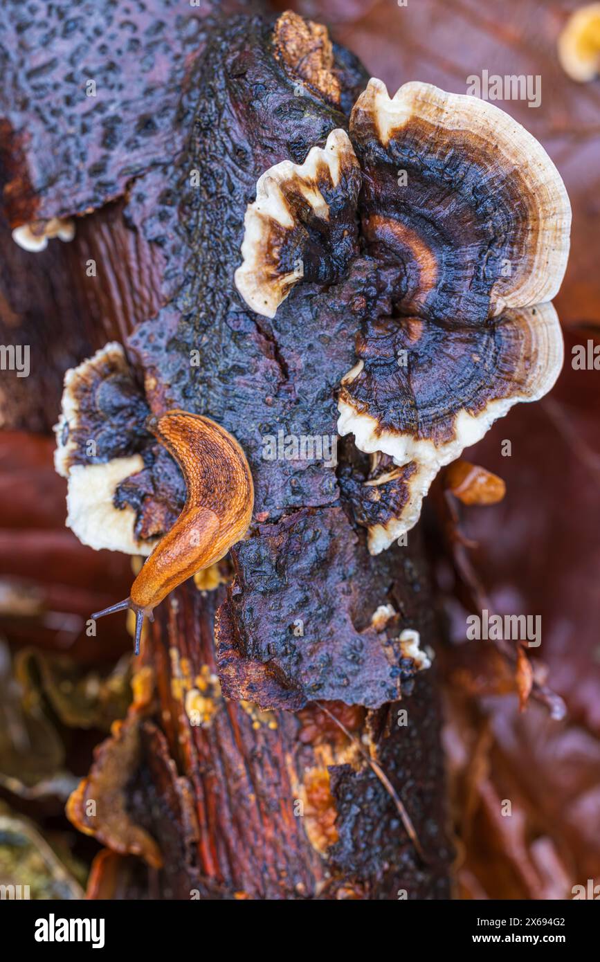 many-colored polypore on dead wood Stock Photo - Alamy