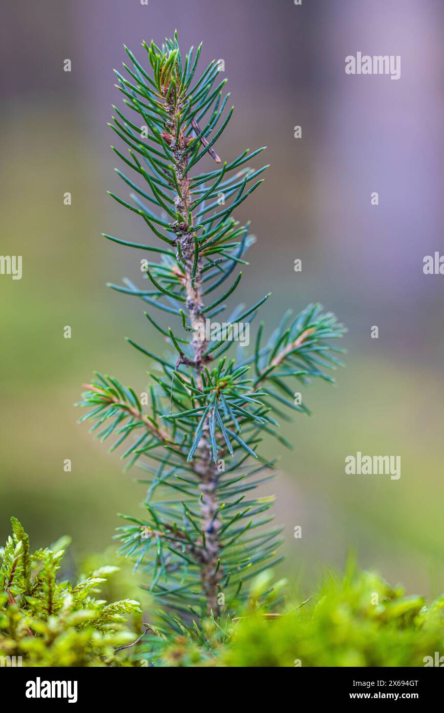Conifer, branch, close-up, forest still life, nature in detail Stock ...