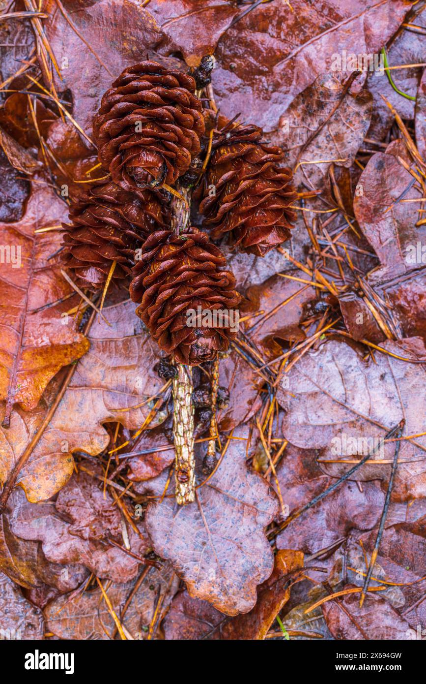 Larch cone, forest still life Stock Photo - Alamy