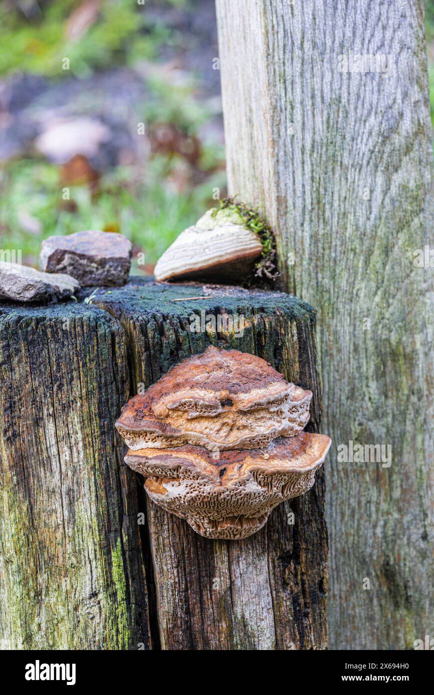 Cloeophyllum sepiarium hi-res stock photography and images - Alamy