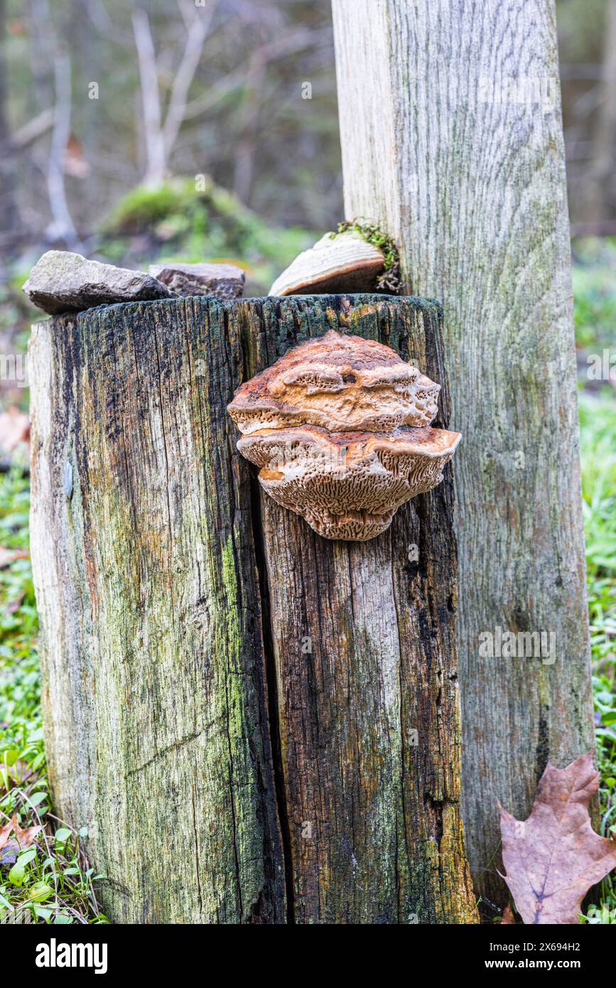 Mushroom, conifer mazegill, Cloeophyllum sepiarium, polypore Stock ...