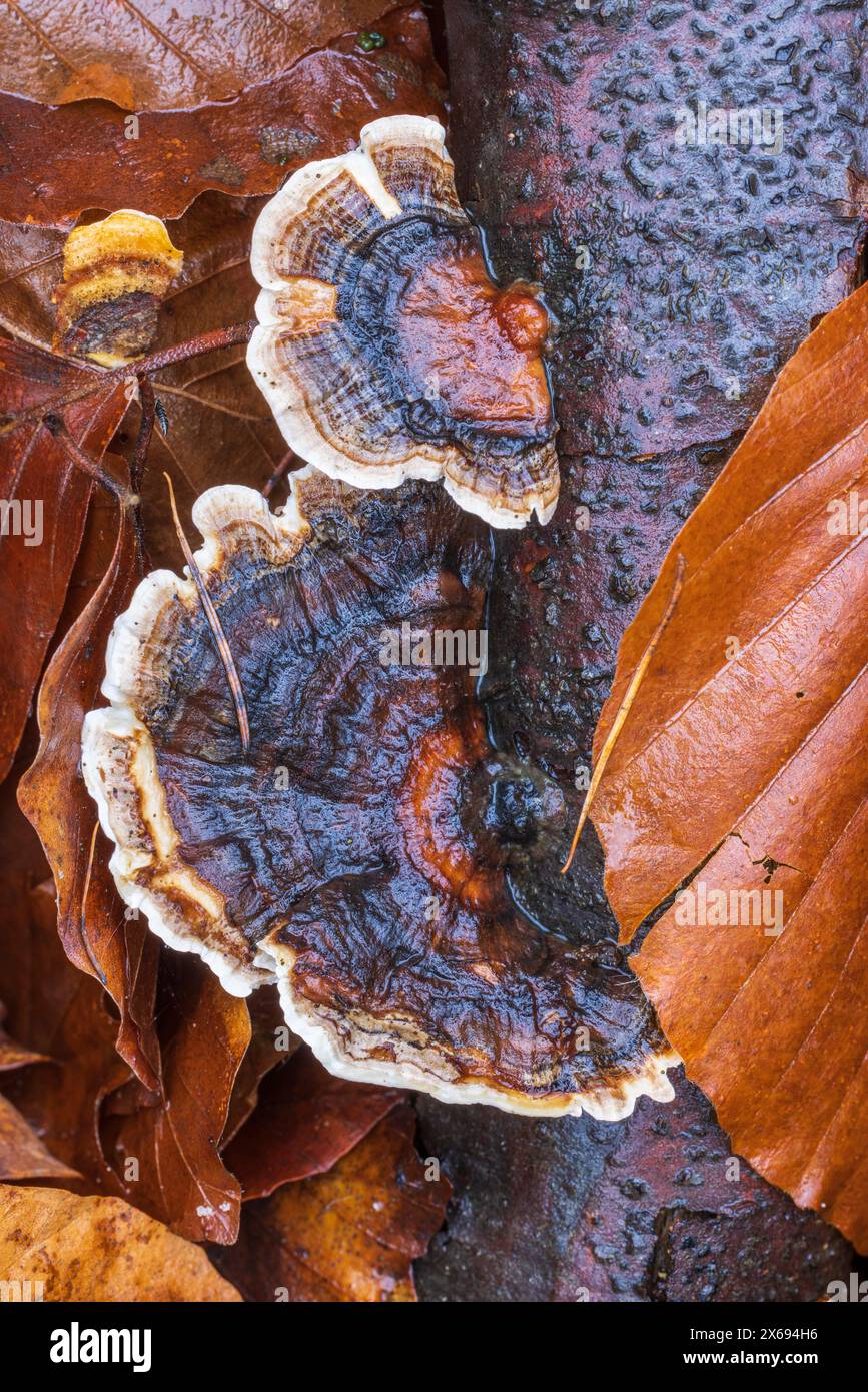 Many colored hi-res stock photography and images - Alamy