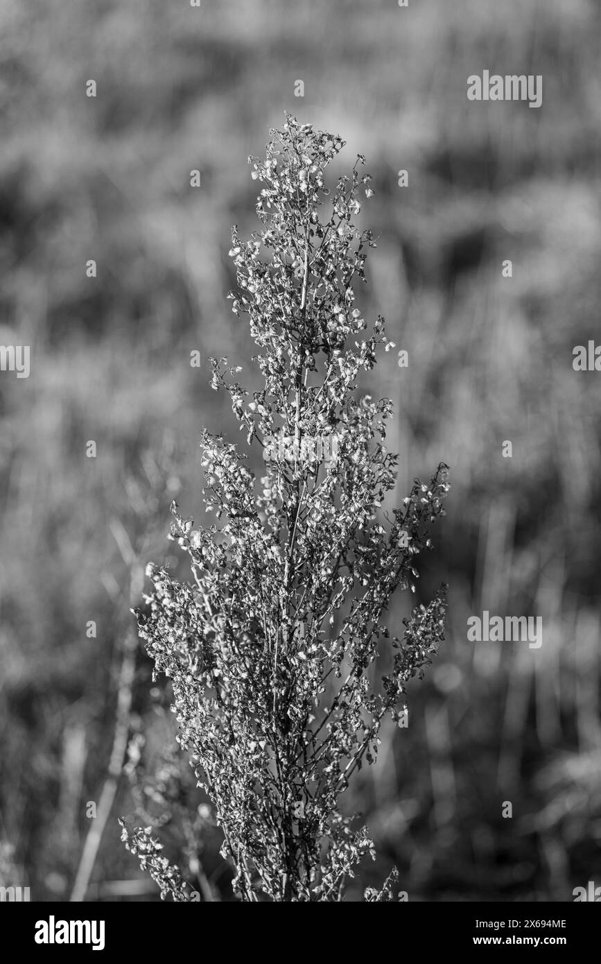 Plant, withered, dry inflorescences covered with spider web in the ...