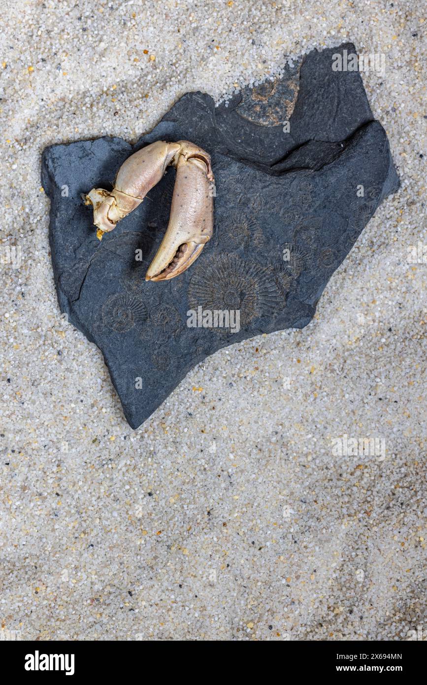 Scissors from a crab on a sand substrate Stock Photo - Alamy