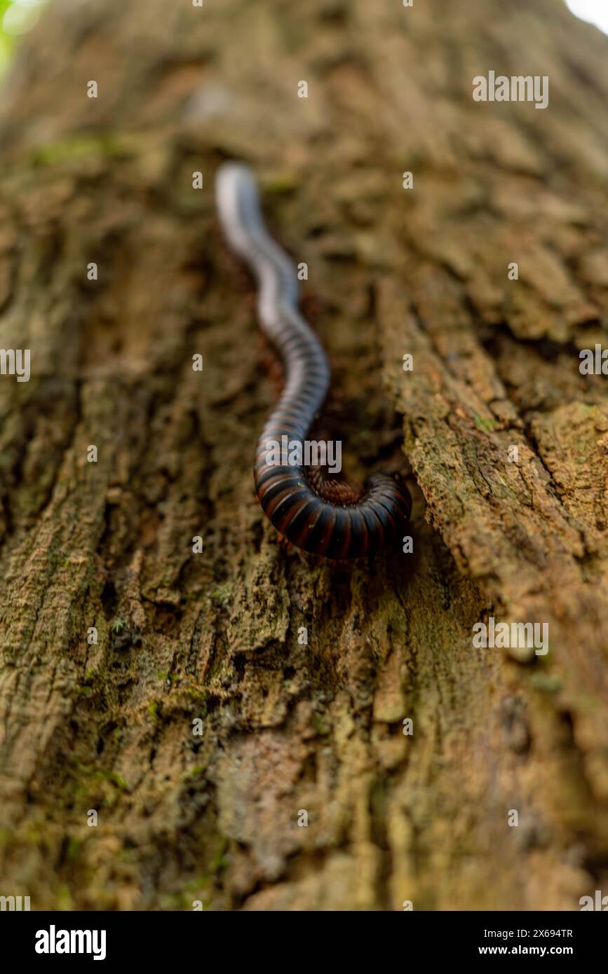 Rainforest centipede hi-res stock photography and images - Alamy