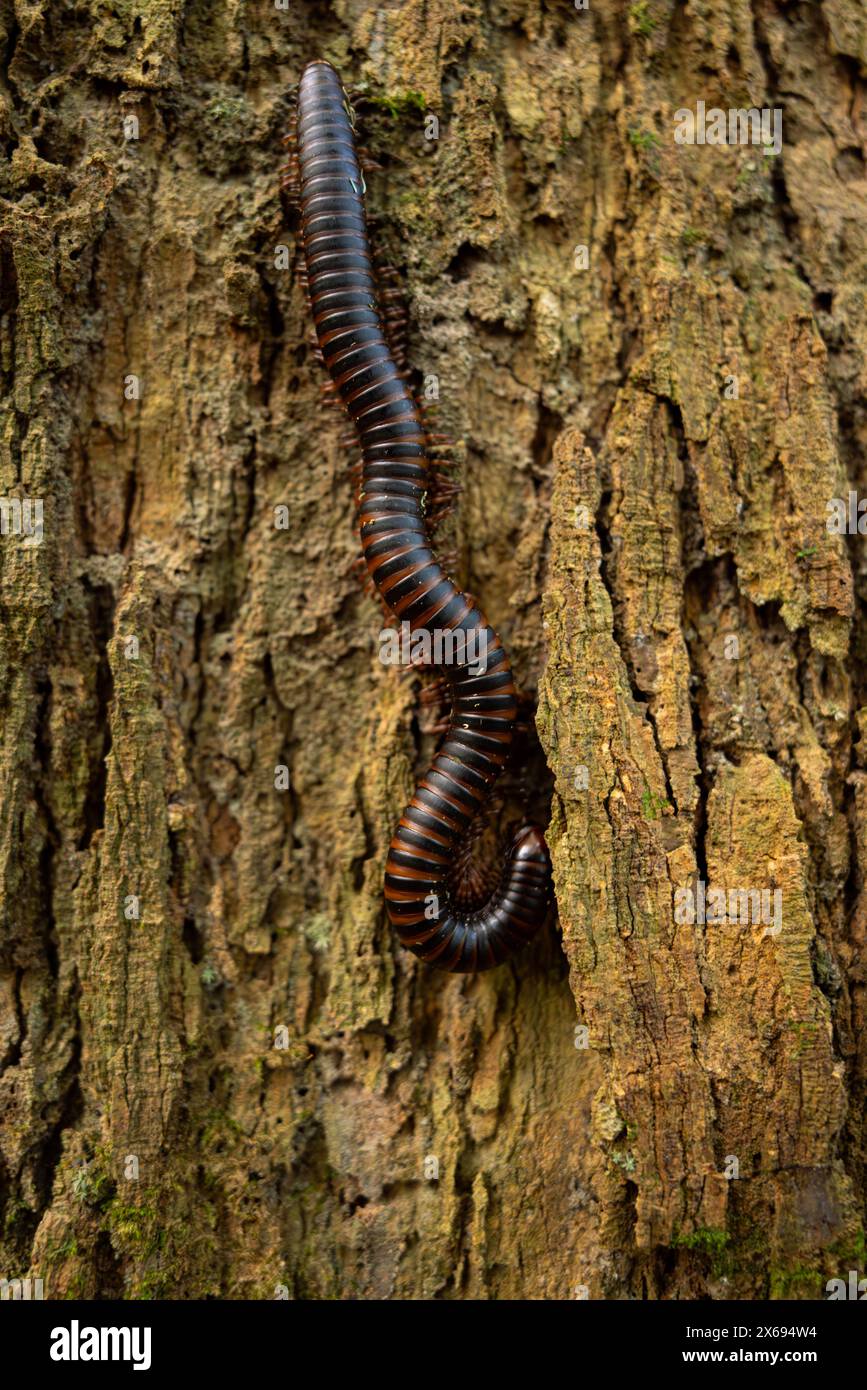 centipede on a tree trunk in the rainforest Stock Photo - Alamy