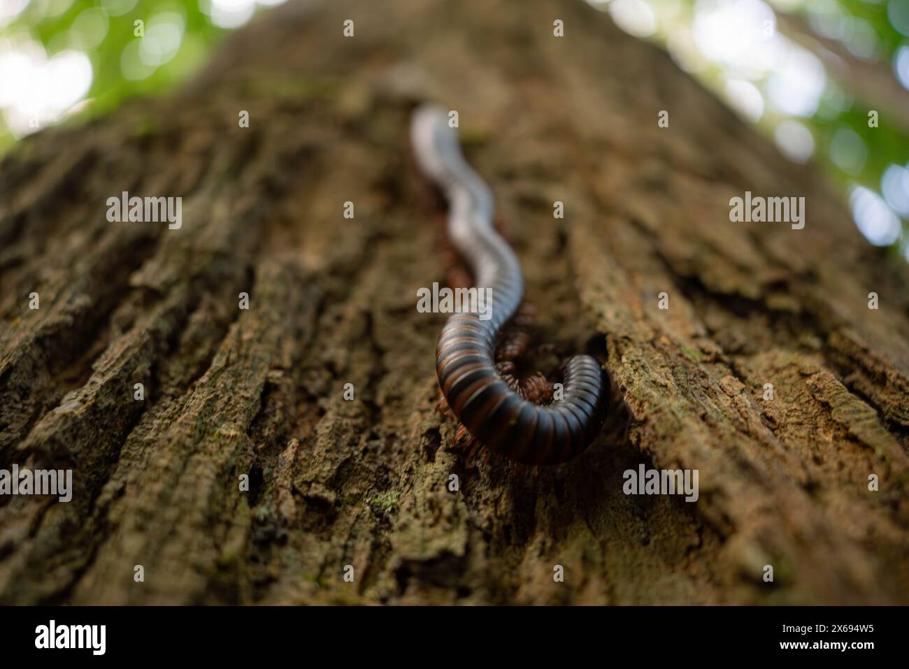 centipede on a tree trunk in the rainforest Stock Photo - Alamy
