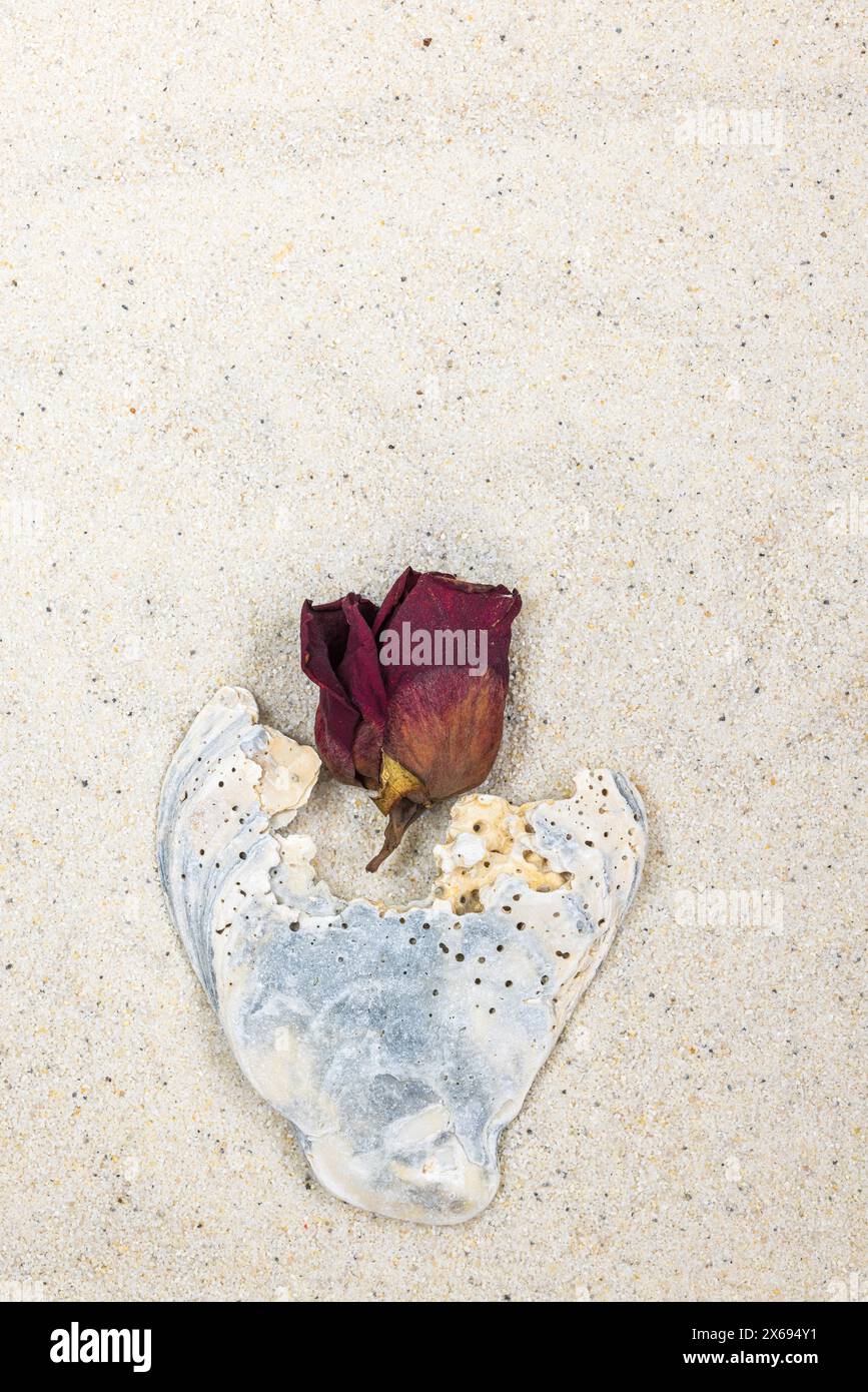 Dried flower, rose blossom with heart-shaped shell on sand background ...