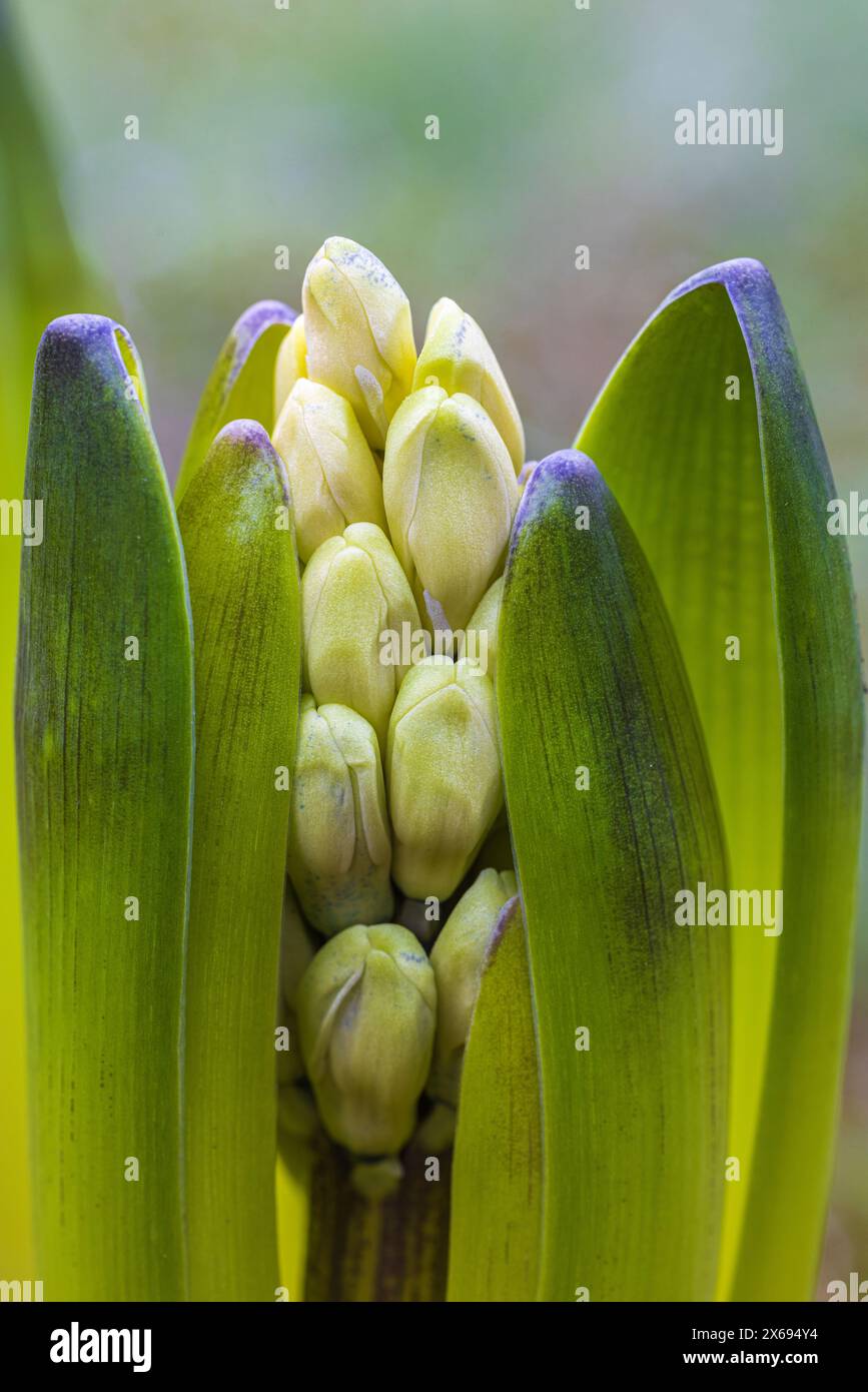 Buds shoot hi-res stock photography and images - Alamy