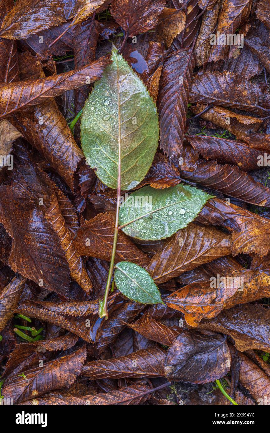 Rose petal with water droplets on wet fall leaves, still life from ...