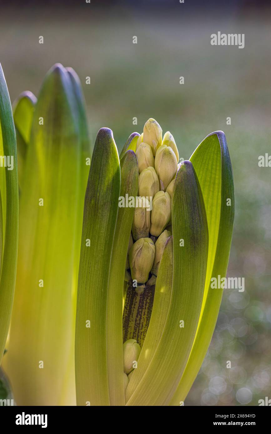 Hyacinth dew hi-res stock photography and images - Alamy