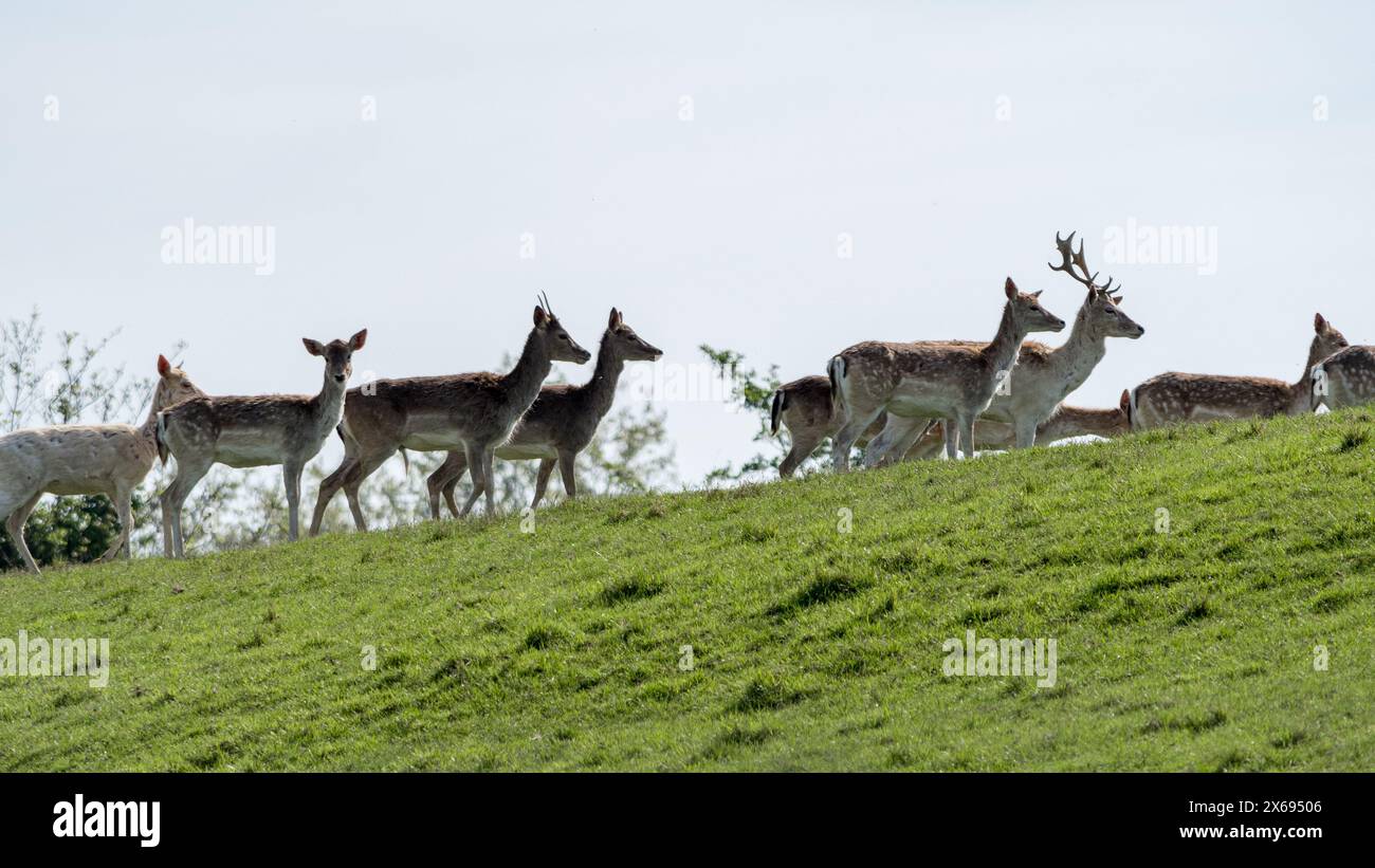 Group of fallow deer in the distance in a green meadow. Sunny day ...