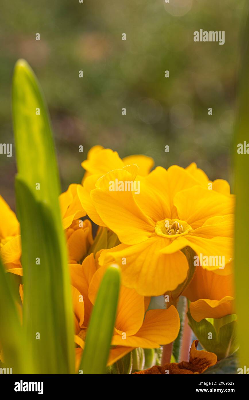yellow primrose (Primula vulgaris hybrid Stock Photo - Alamy