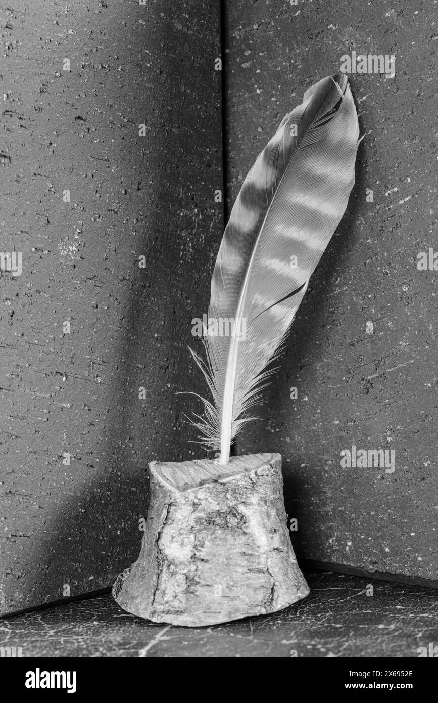 Still life with feather, black and white Stock Photo - Alamy