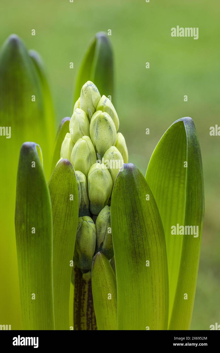 Blue garden hyacinth, hyacinth (Hyacinthus), buds, close-up Stock Photo ...