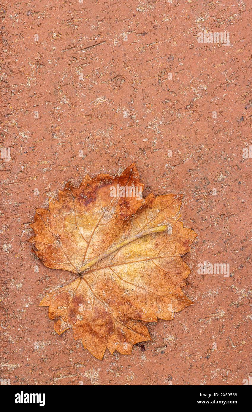 Vine leaf in fall color, withered on pavement Stock Photo - Alamy