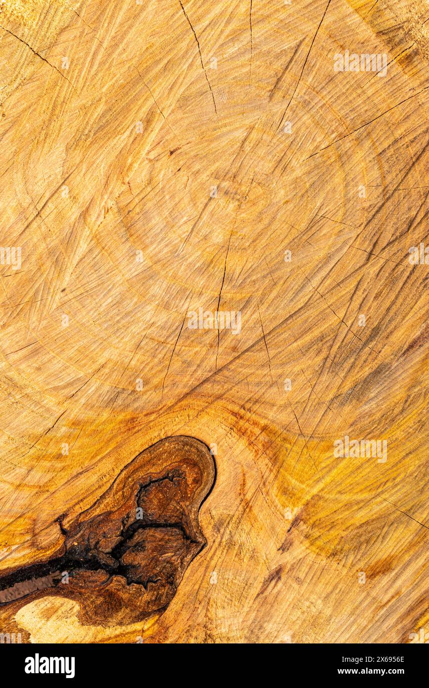 Tree slice with drying cracks, background image Stock Photo - Alamy