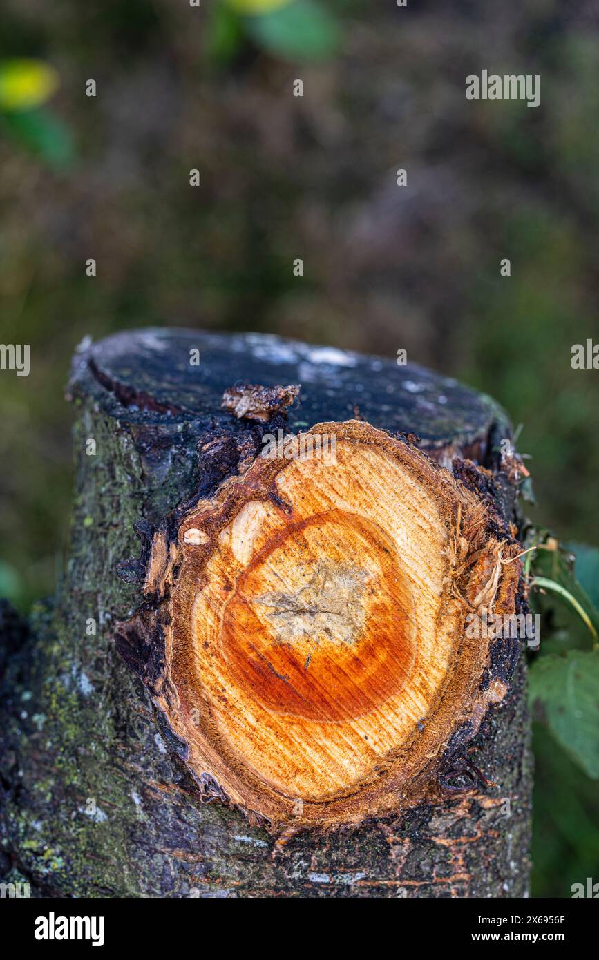 Close up eye tree hi-res stock photography and images - Alamy