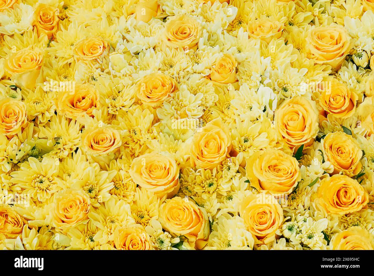 Yellow Rose Background