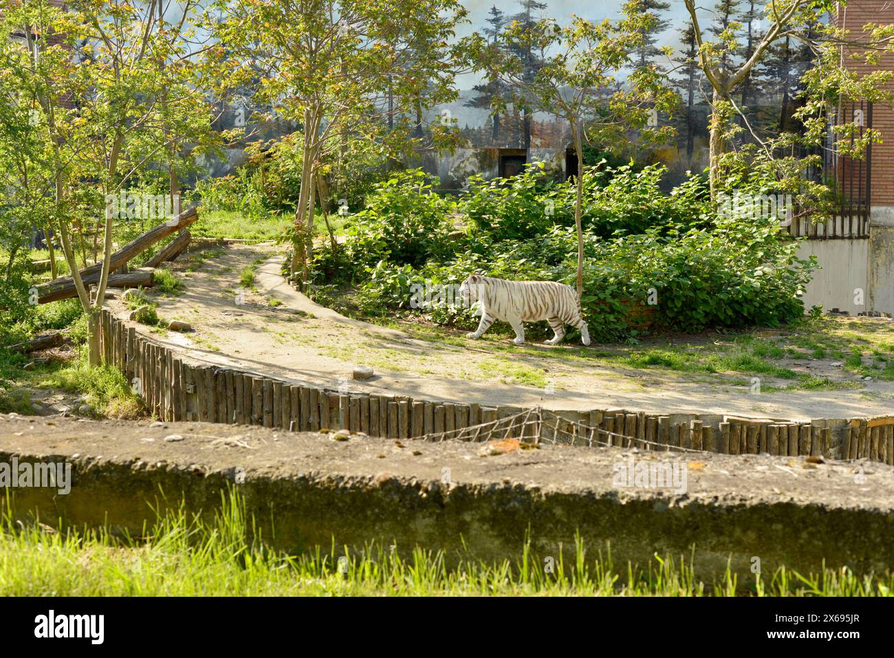 White Bengal Tiger Panthera tigris tigris endangered species of cat in ...