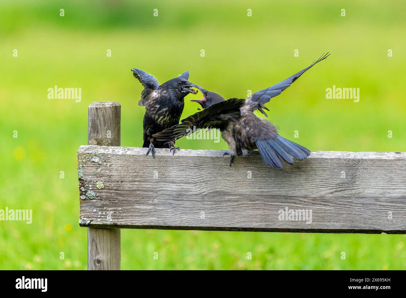 Corvid (Corvus corone) is a species of bird in the corvid family ...