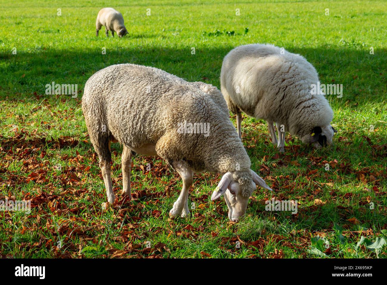 The (Württemberger) Merinoland sheep, a sheep from the Merino sheep ...