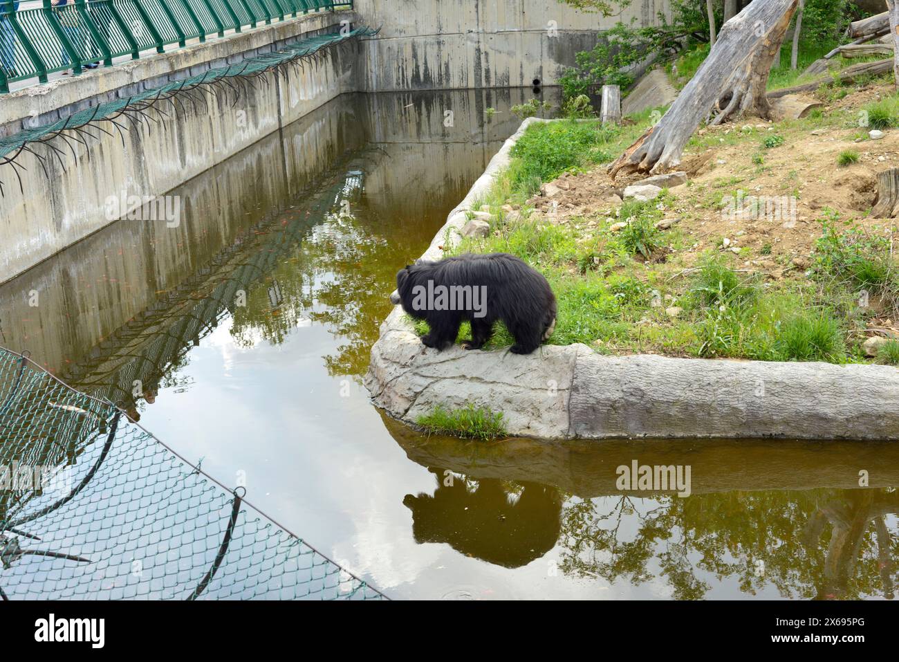 Sloth bear Melursus ursinus or Indian bear in its captive enclosure ...