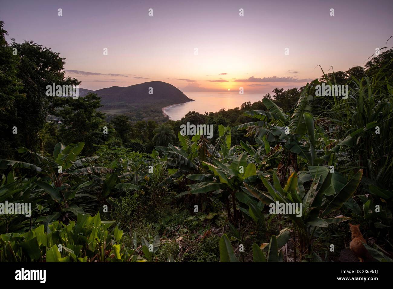 Guadeloupe, a Caribbean island in the French Antilles. Landscape and ...