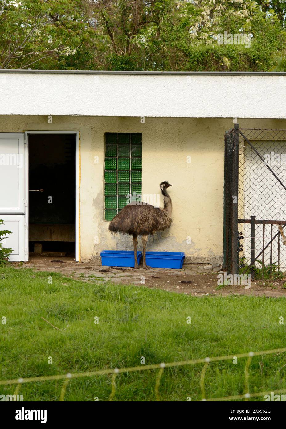 Single Emu Dromaius novaehollandiae large bird in its enclosure habitat ...