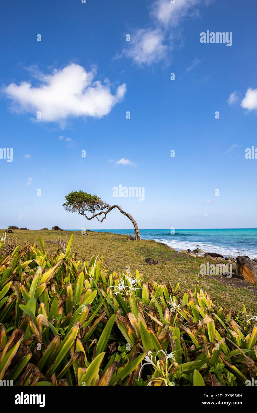 Nature in a special way, trees grow with the wind, on an open space by ...