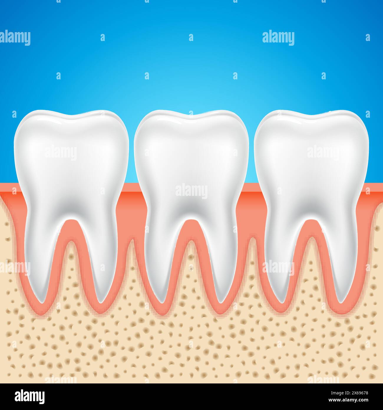 Tooth vector dental anatomy. Human tooth bone healthy illustration ...