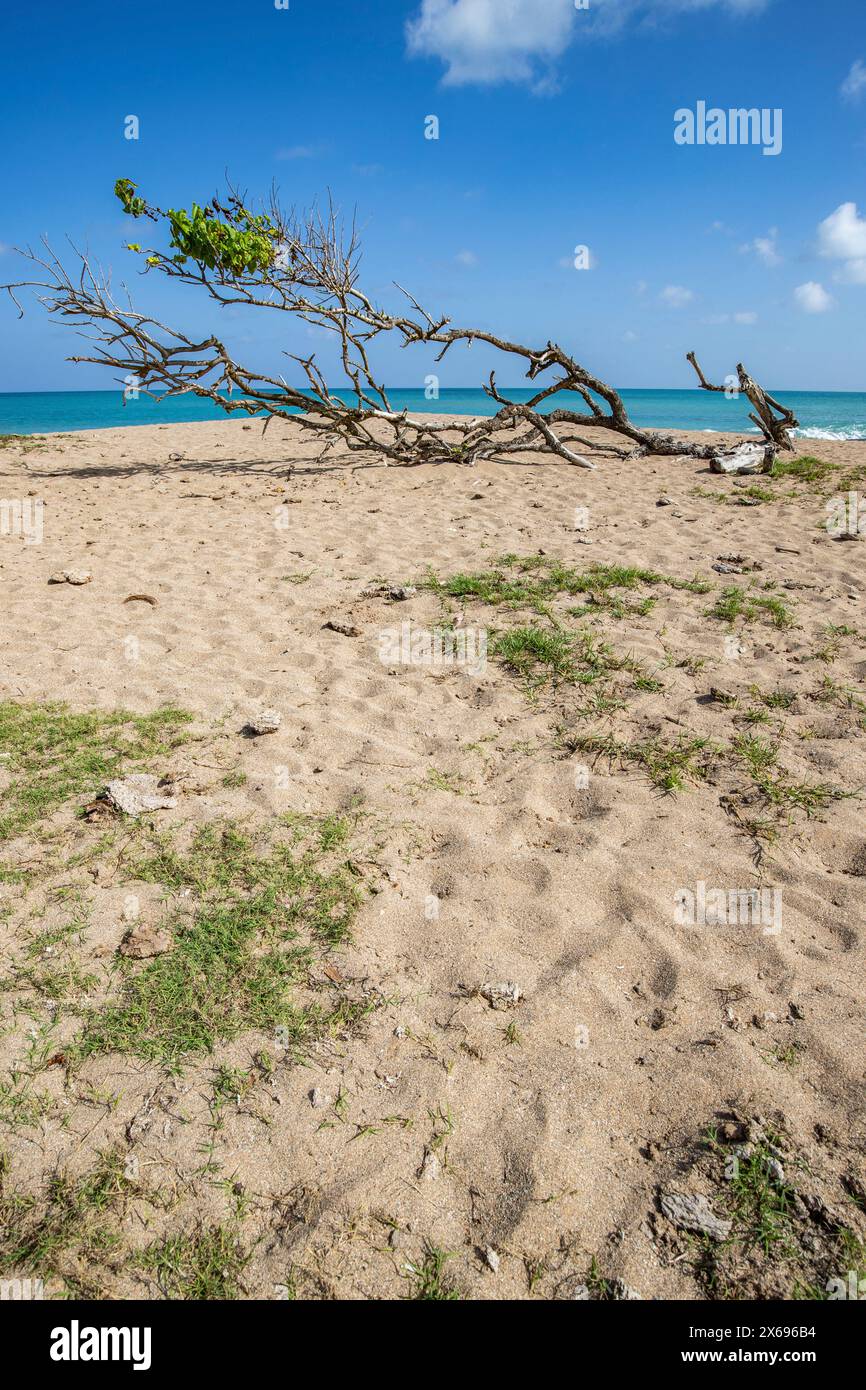 Nature in a special way, a secluded bay with a sandy beach and ...