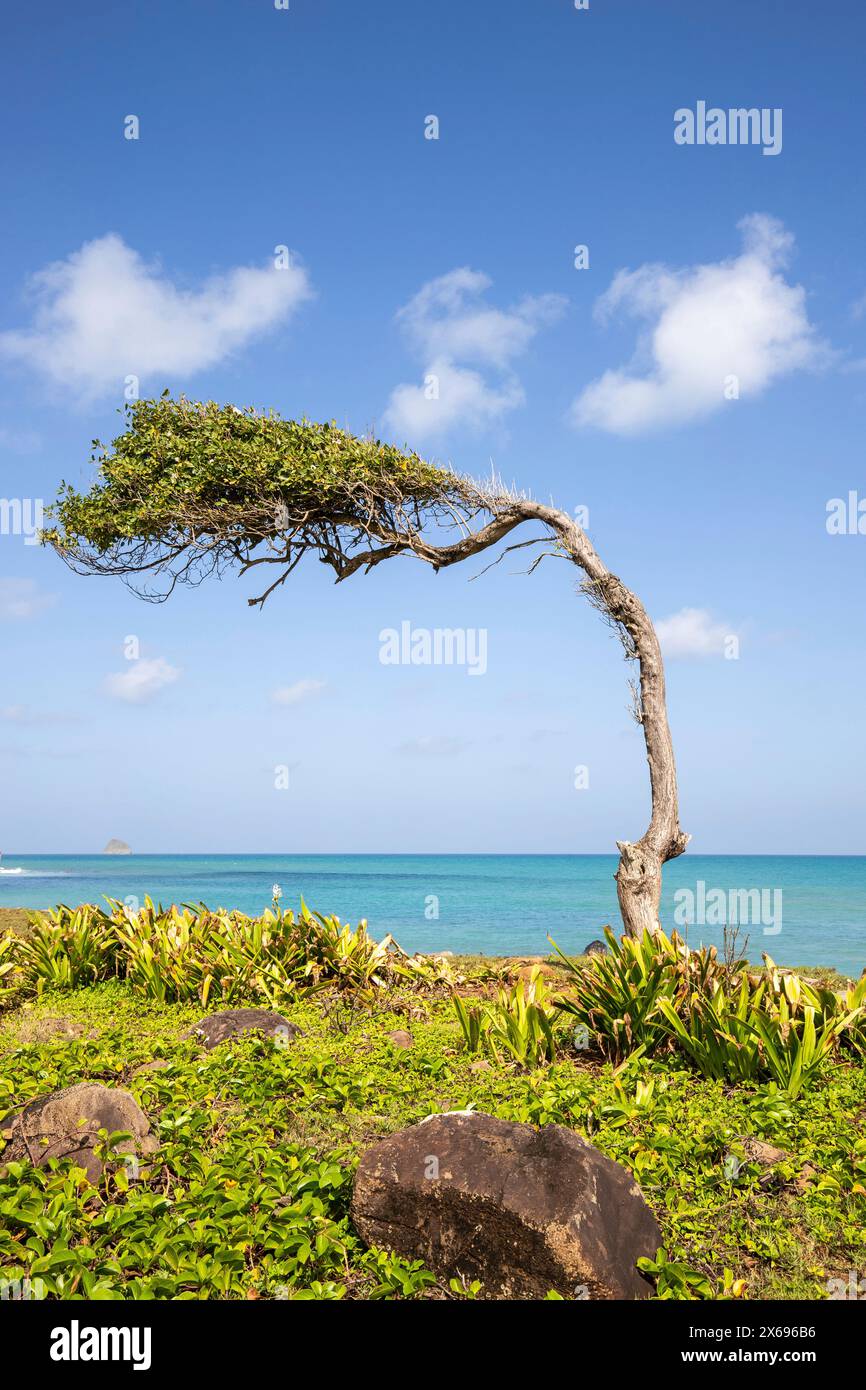Nature in a special way, trees grow with the wind, on an open space by ...