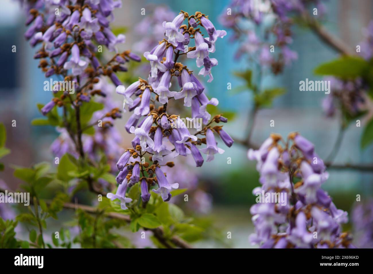 Princess tree hi-res stock photography and images - Alamy