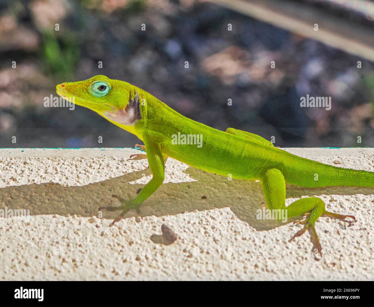 Guadeloupe fauna hi-res stock photography and images - Alamy