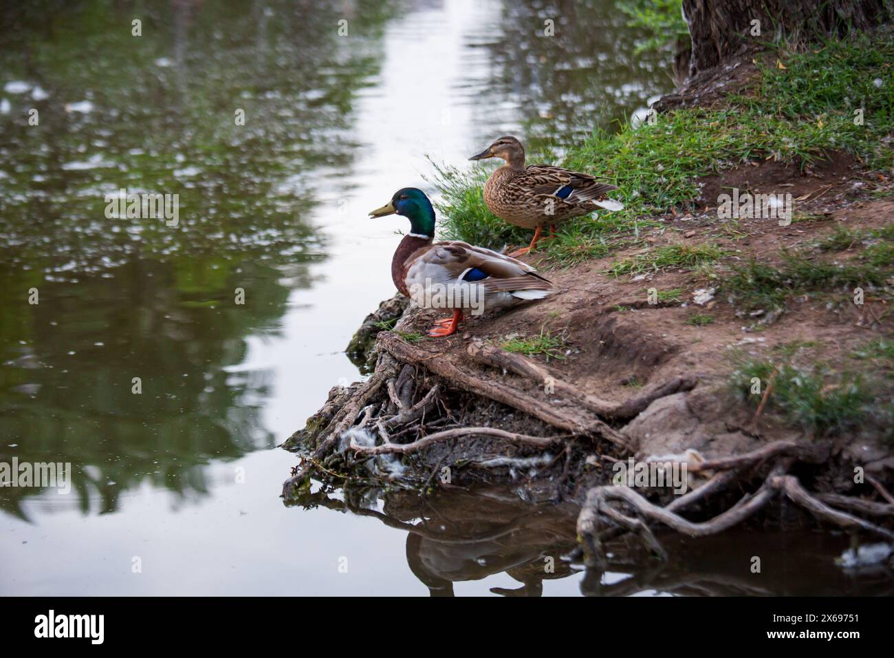 Close-up portrait of a male and female ducks couple standing on a tree ...