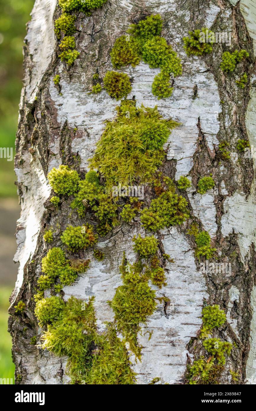 Moss growing on a silver birch tree trunk (Betula pendula Stock Photo ...