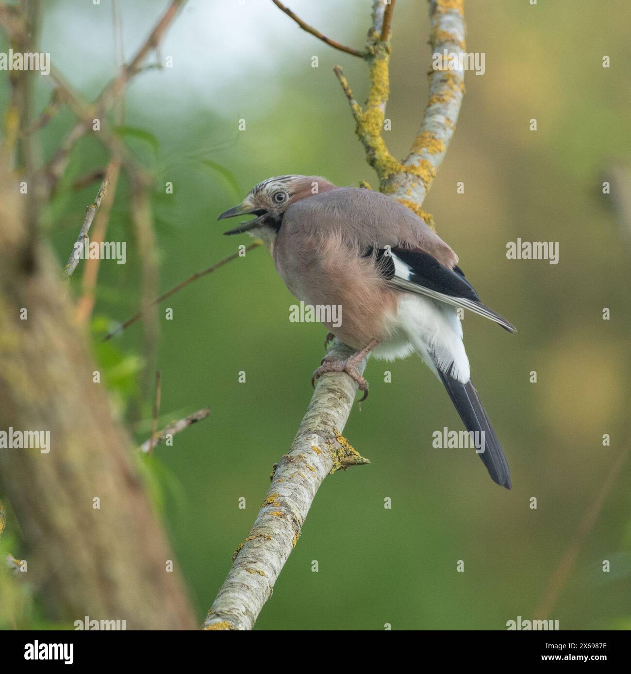 Juvenile jay hi-res stock photography and images - Alamy