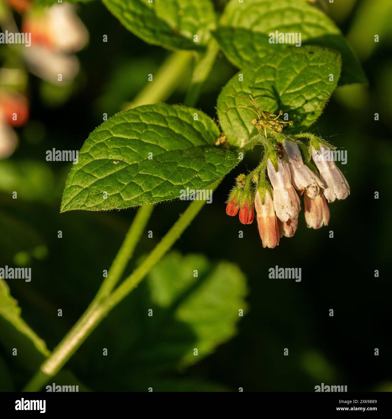 Invasive ground cover plant hi-res stock photography and images - Alamy