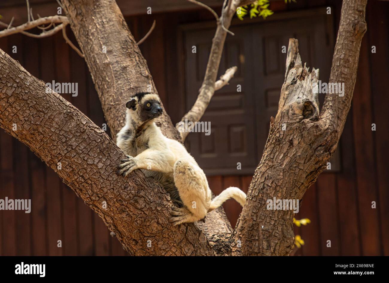 Verreaux's sifaka in Kimony hotel park. White sifaka with dark head on ...