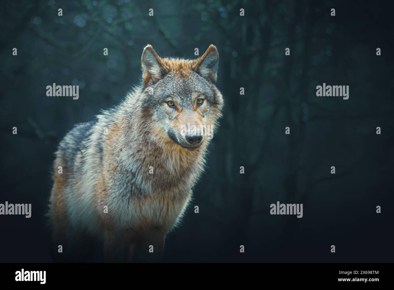 Gray wolf also known as timber wolf, photography taken in the forest ...