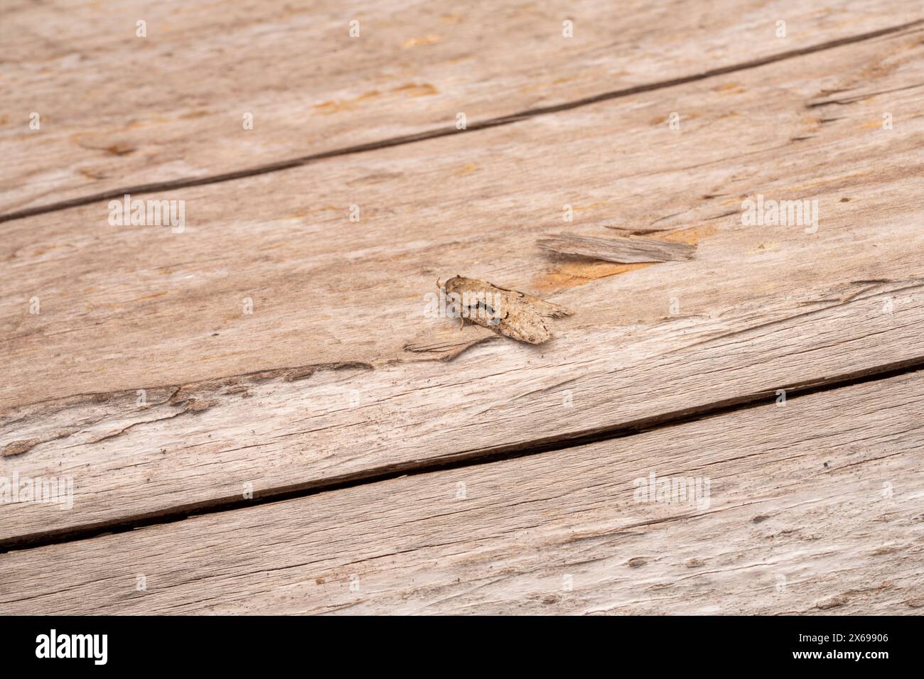 Semioscopis steinkellneriana Family Depressariidae Genus Semioscopis ...
