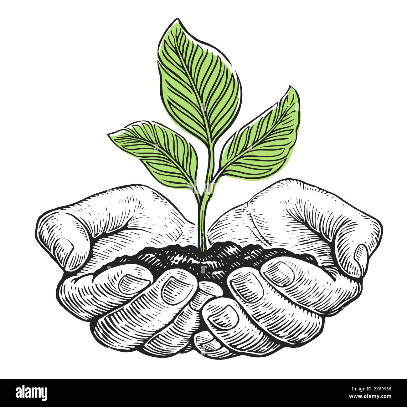 Growing young green plant with leaves with ground in hands. Human palms ...
